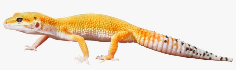 Slide Title - Reptiles Transparent PNG Image | Transparent PNG Free ...