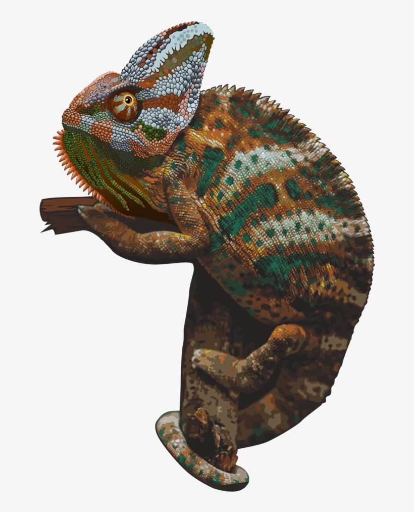 Chameleon Png Picture - Chameleon Transparent PNG Image | Transparent ...