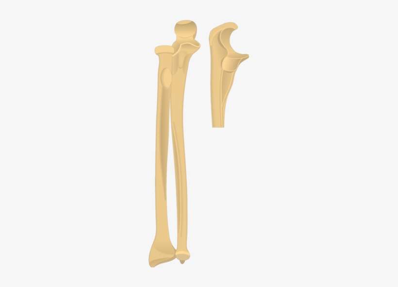Real Radius Bone - Olecranon Of Ulna PNG Image | Transparent PNG Free ...