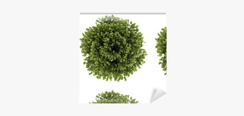 Top View Of Common Hazel Bush Isolated On White Background - Png Hd ...