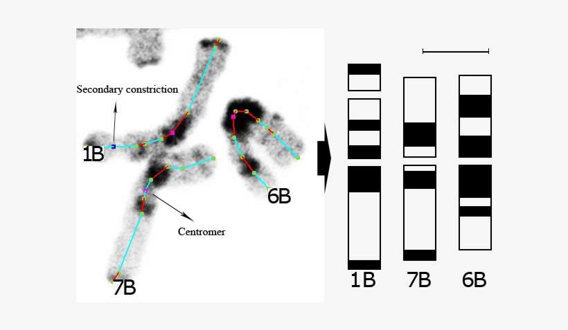 6b And 7b) And The Relevant Ideogram Whoch Has Been - Diagram PNG Image ...