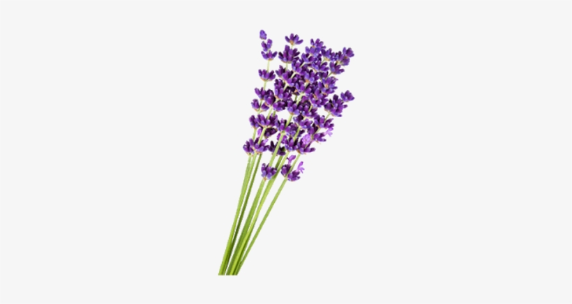 Lavender Flower Transparent PNG Image | Transparent PNG Free Download ...