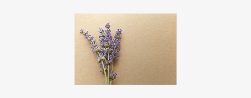 Royalty-free PNG Image | Transparent PNG Free Download on SeekPNG