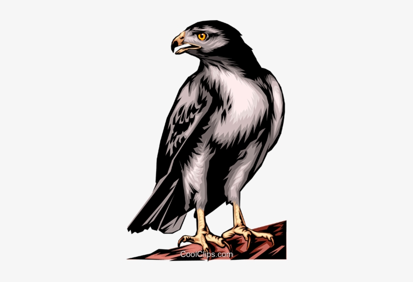 Red-tailed Hawk Royalty Free Vector Clip Art Illustration - 1308 Air ...