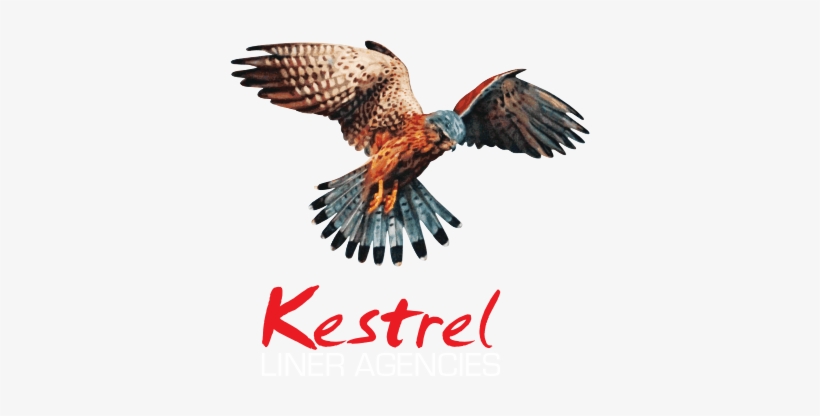 Kestrel - Our History - Sharp Shinned Hawk PNG Image | Transparent PNG ...