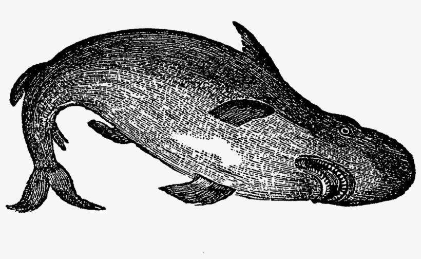 Fish Shark Image Sea Life Transfer Illustration Digital - Illustration ...