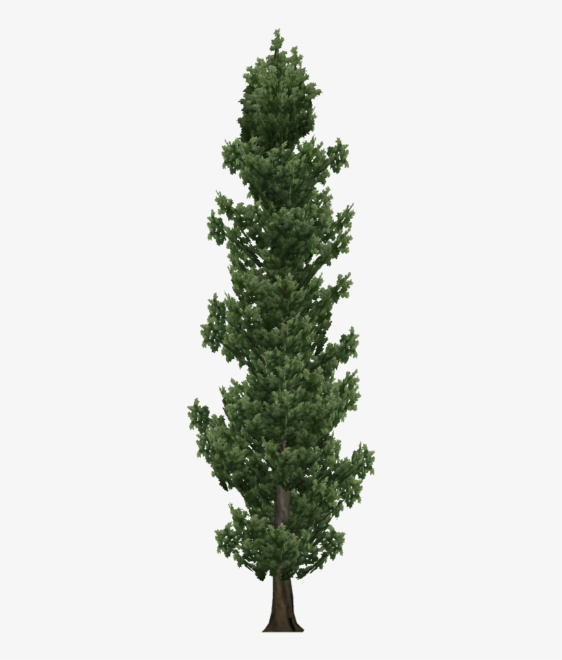 Mediterranean Cypress - Christmas Tree PNG Image | Transparent PNG Free ...