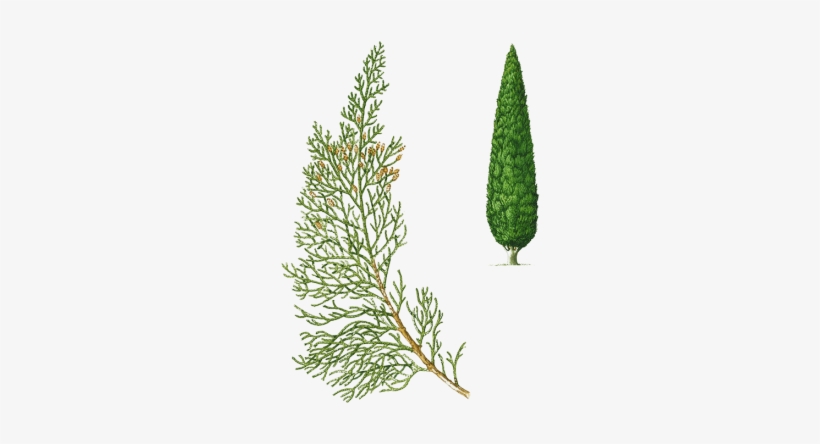 Cypress - Albero Cipresso Png PNG Image | Transparent PNG Free Download ...