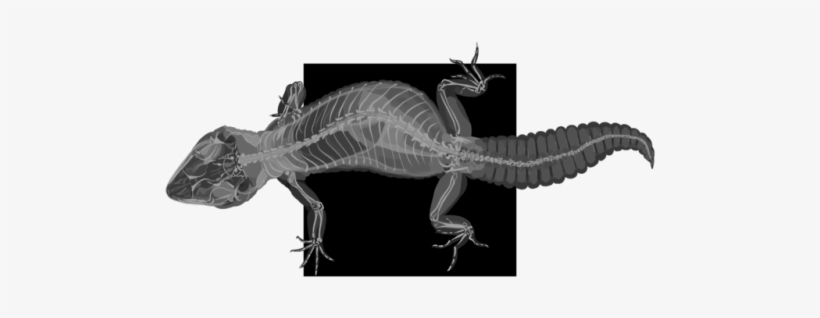 Leopard Gecko Skeleton That I Made Based Off Of My - Art PNG Image ...