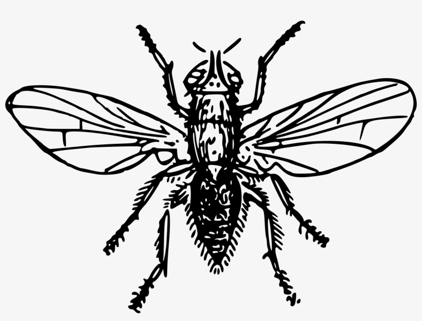 Onion Fly - Fly Drawing Png PNG Image | Transparent PNG Free Download ...