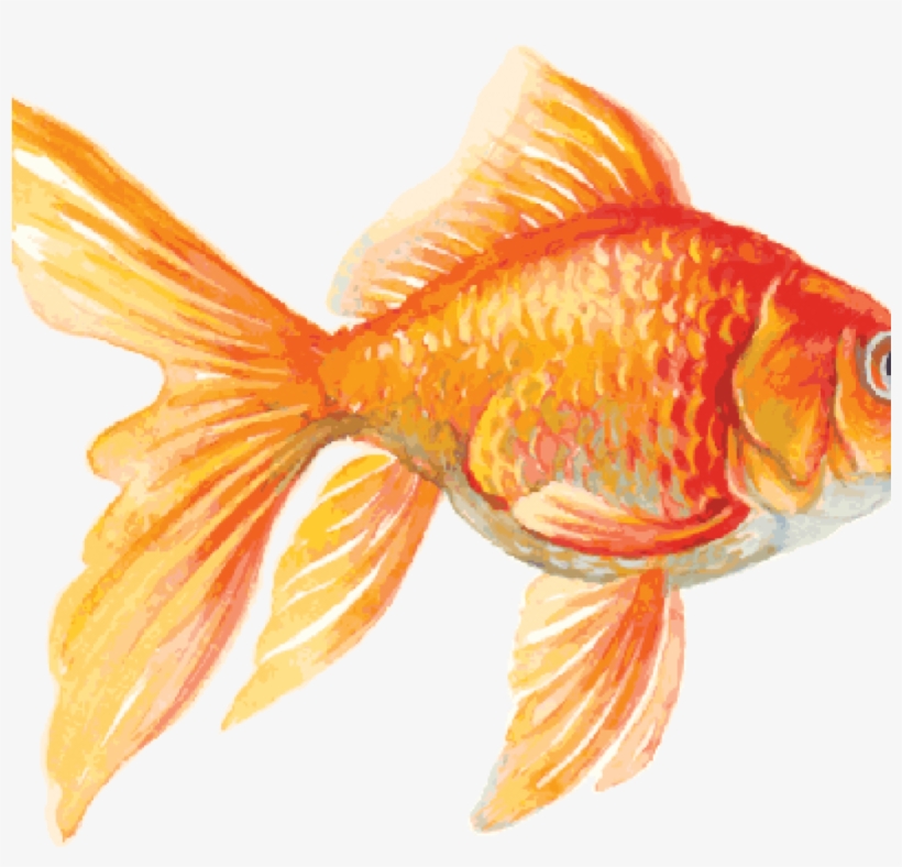 Goldfish Clipart Png
