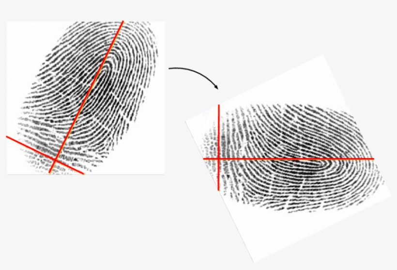 Semi-automated Alignment Of Crease Lines Along The - Diagram PNG Image ...