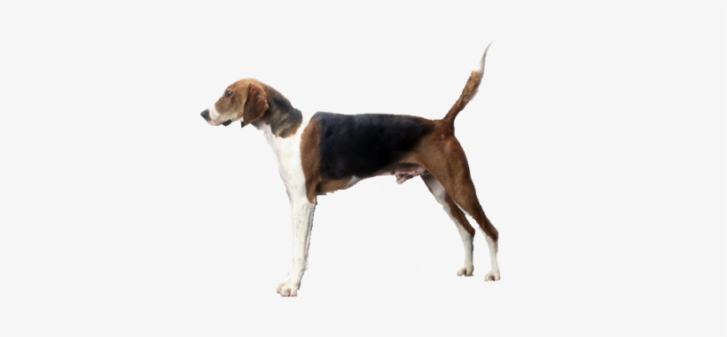 American Fox Hound Dog Photo - Fox Terrier PNG Image | Transparent PNG ...