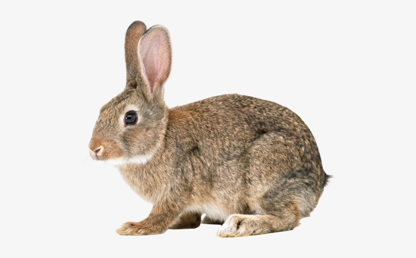 Download Png Image - Rabbit Png PNG Image | Transparent PNG Free ...