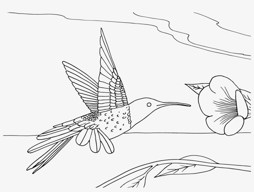 Colibri - Drawing PNG Image | Transparent PNG Free Download on SeekPNG