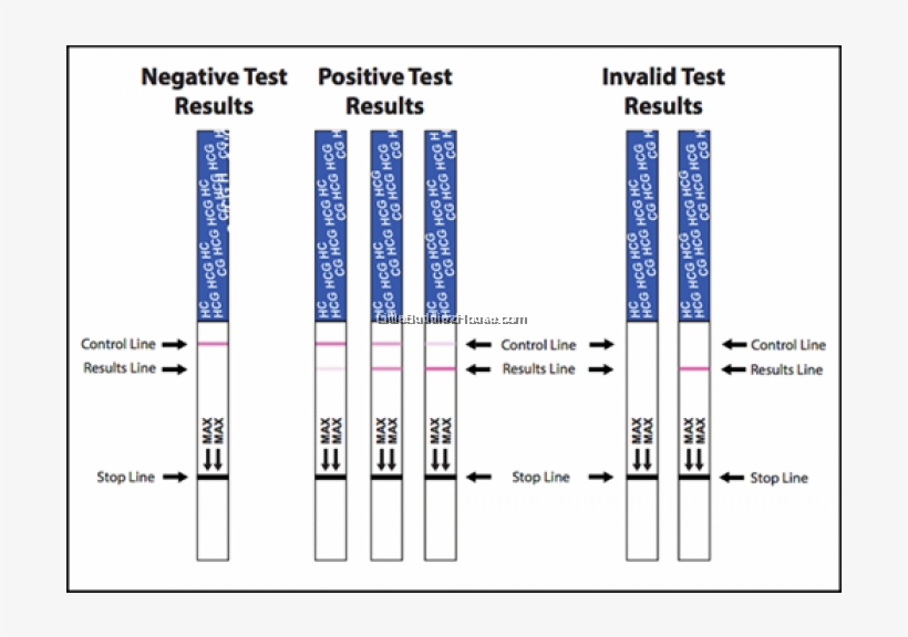 Download Test Strip On A Pregnancy Test | Transparent PNG Download ...