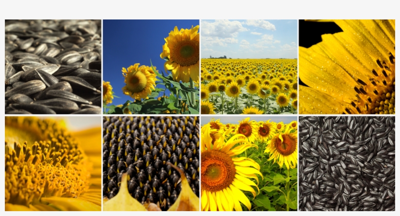 Our Crop Has Been Supported By Advanta's Sunflower - Sunflower Product ...