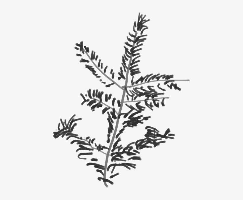 Canaan Fir Branch Sketch - Fir PNG Image | Transparent PNG Free ...
