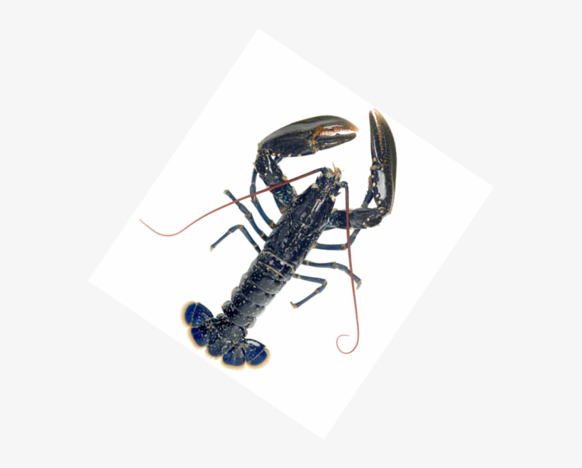 Frozen Whole Blue European Lobster - Live European Blue Lobster PNG ...