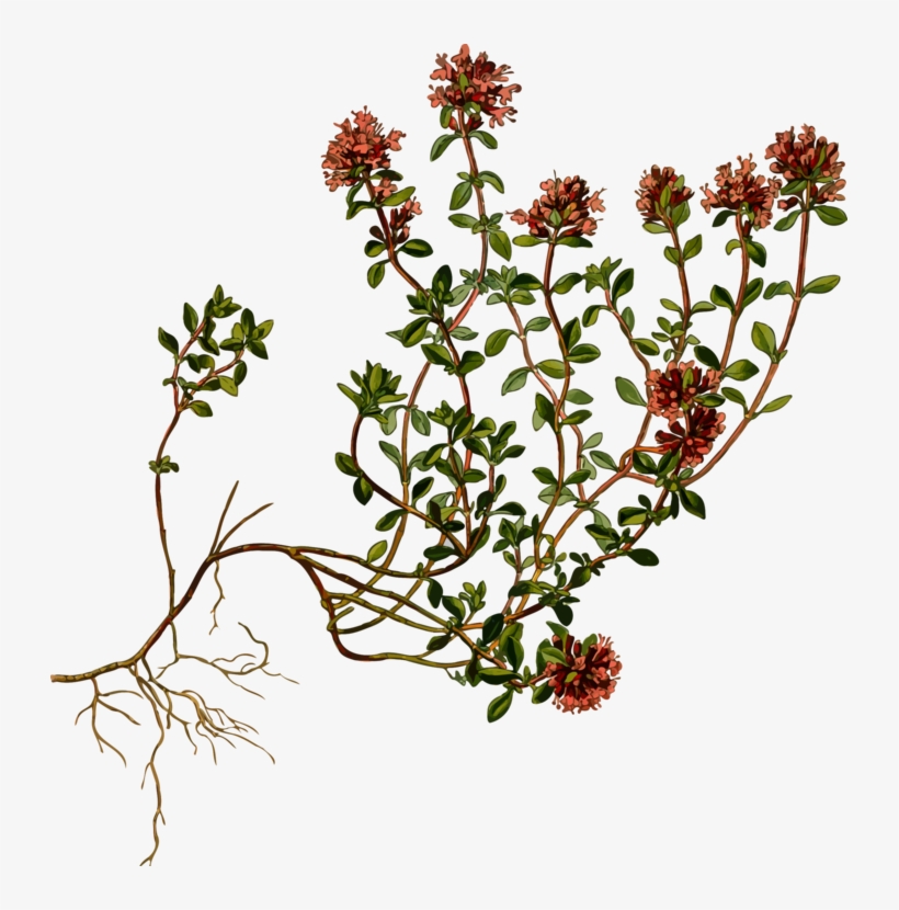 Breckland Thyme Botany Garden Thyme Herb - Wild Thyme PNG Image ...