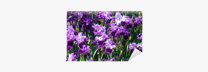 Royalty-free PNG Image | Transparent PNG Free Download on SeekPNG