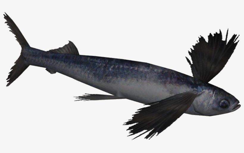 Flying Fish PNG Image | Transparent PNG Free Download on SeekPNG