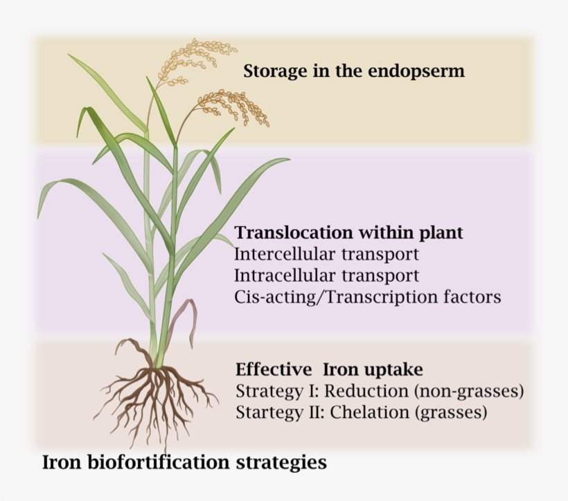 Main Content - Fiber Crop PNG Image | Transparent PNG Free Download on ...