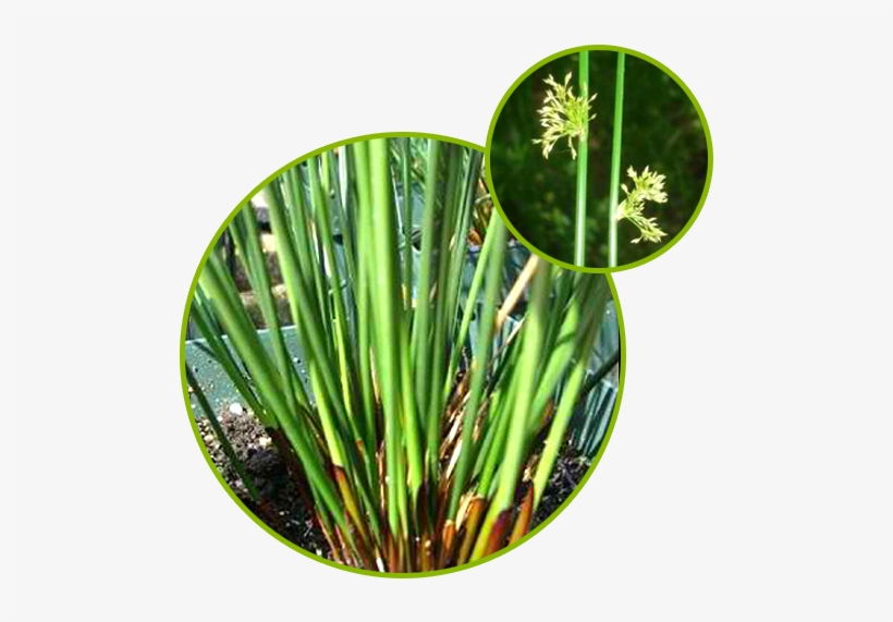 Medulla Junci Extract - Medulla Oblongata PNG Image | Transparent PNG ...