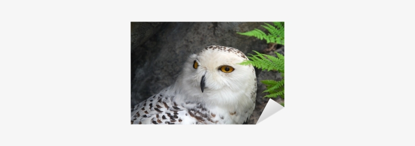 Snowy Owl PNG Image | Transparent PNG Free Download on SeekPNG