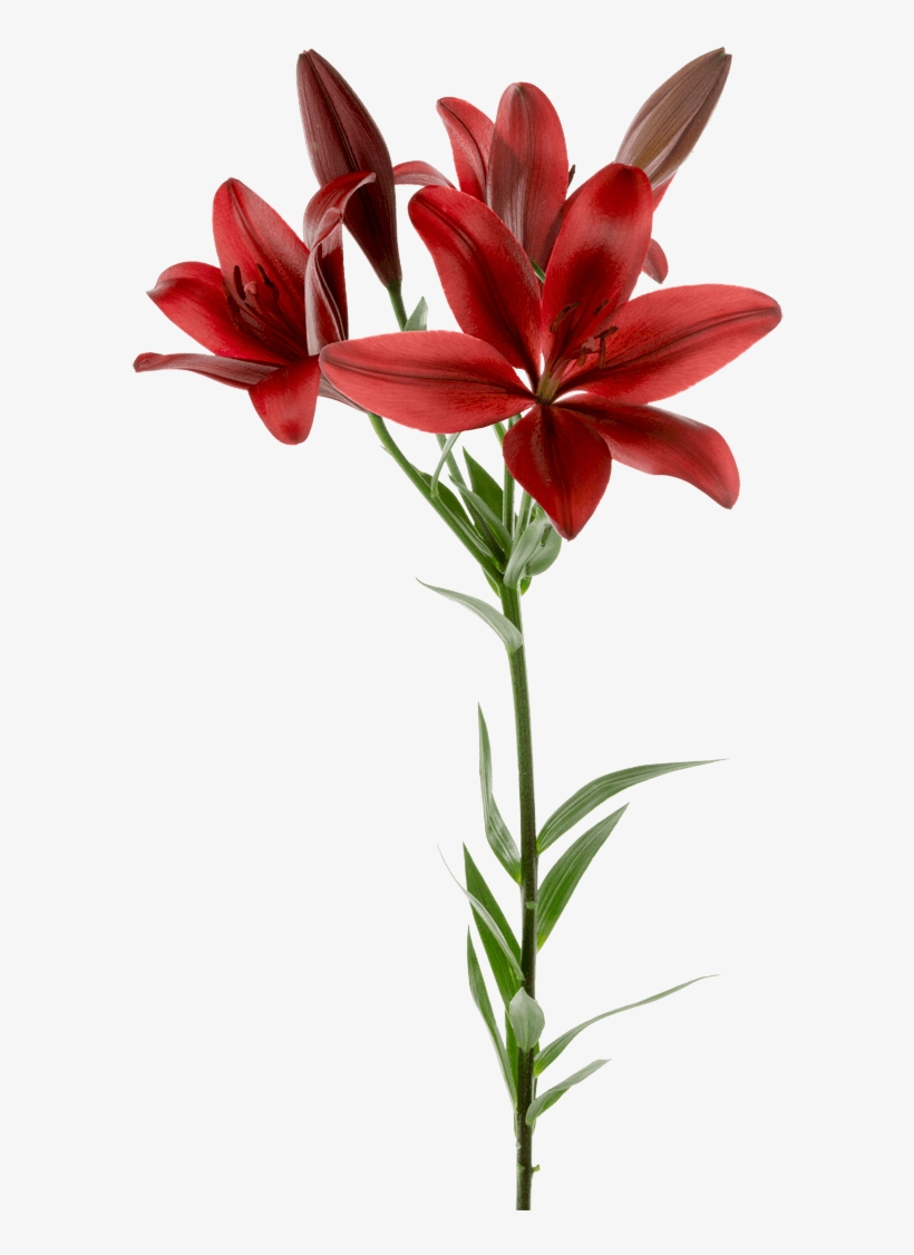 Lily PNG Image | Transparent PNG Free Download on SeekPNG