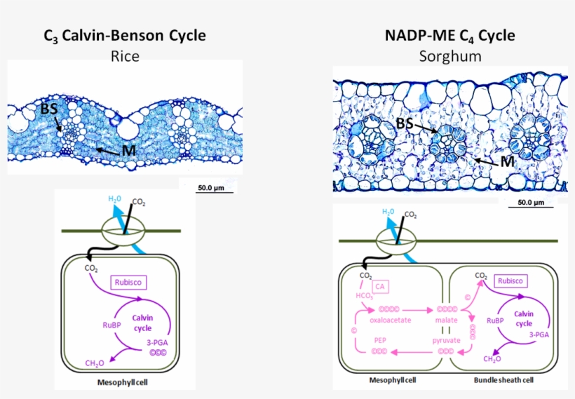 The C4 Rice Project Aims To Convert Rice To A Two Celled - Cartoon PNG ...