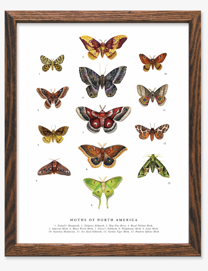 Moths Of North America Chart - North America PNG Image | Transparent ...