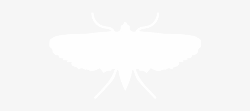 All Pests - Insect PNG Image | Transparent PNG Free Download on SeekPNG