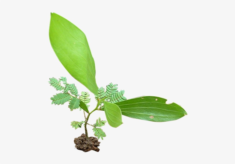 Small Acacia Plant - Acacia PNG Image | Transparent PNG Free Download ...