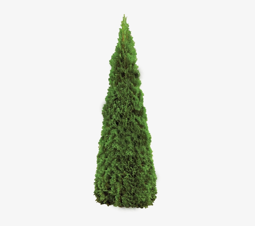 Download Thuja Occidentalis Smaragd | Transparent PNG Download | SeekPNG