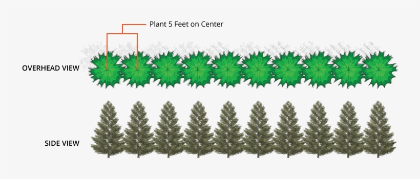 Thuja Green Giant Tree - Double Staggered Row Hedge PNG Image ...