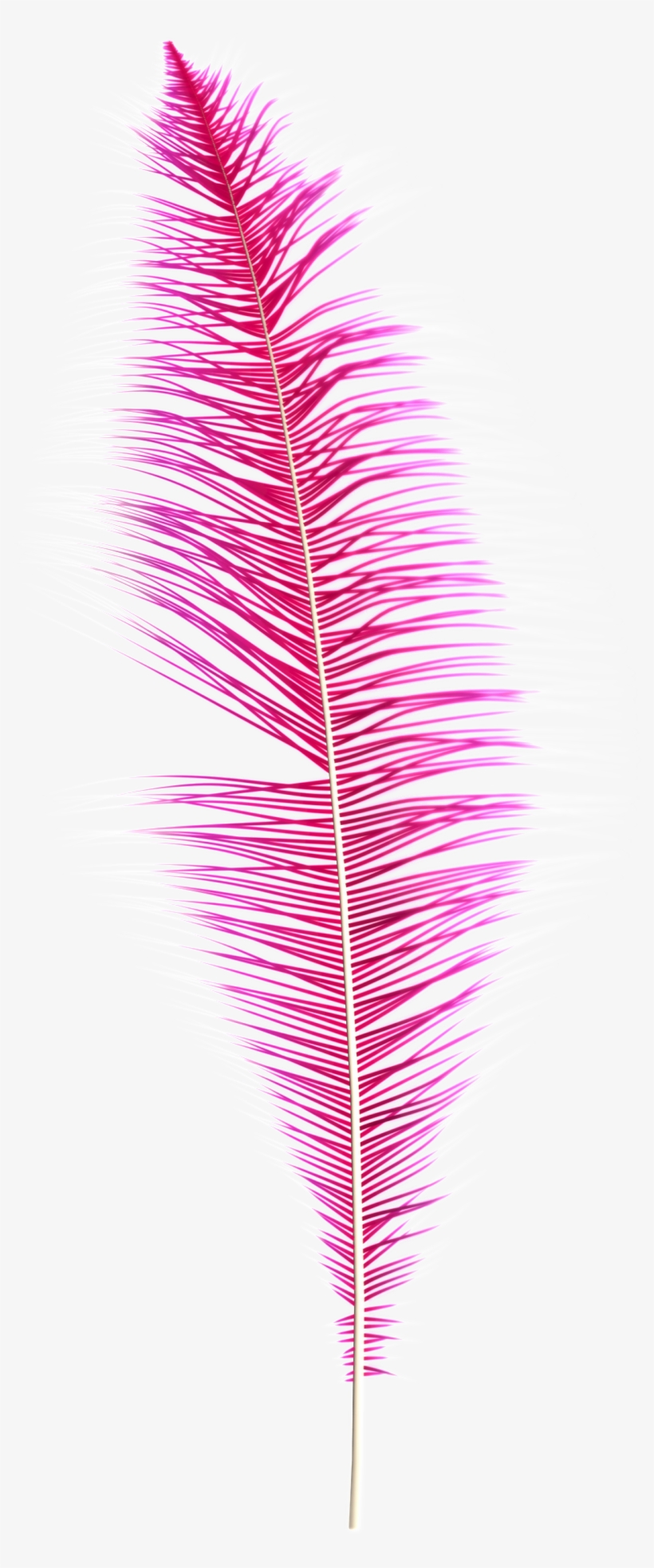 Fantasy Pink Feather Png - Portable Network Graphics PNG Image ...