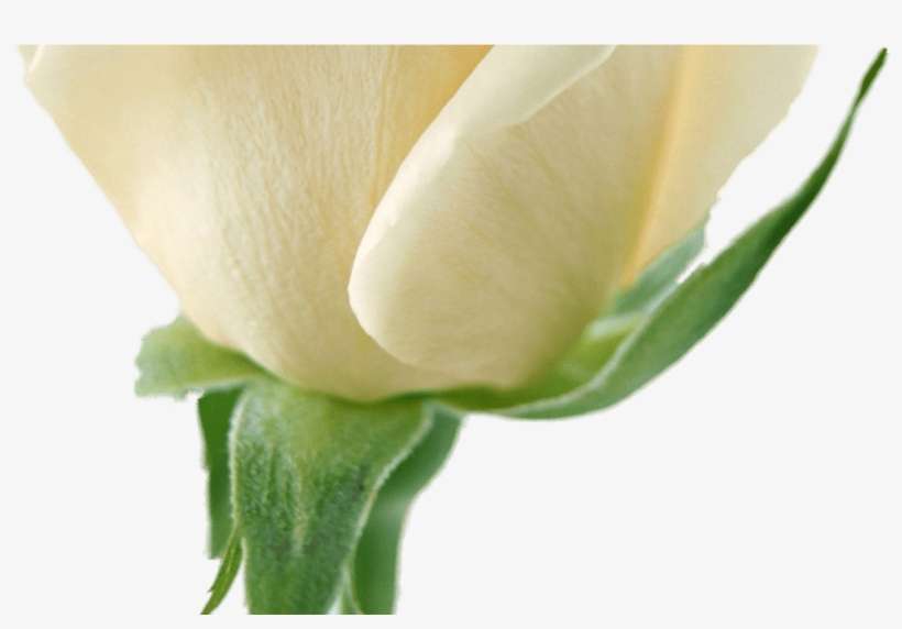 White Flower Garland For Free Download On Mbtskoudsalg - Transparent ...