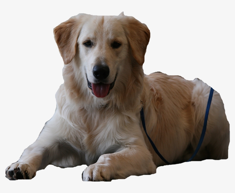 Ppm Comfort Dogs Pawprints Winstons - Dog PNG Image | Transparent PNG ...