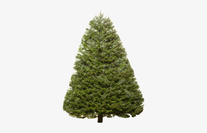 Fir-tree Png Image - Fir Tree PNG Image | Transparent PNG Free Download ...