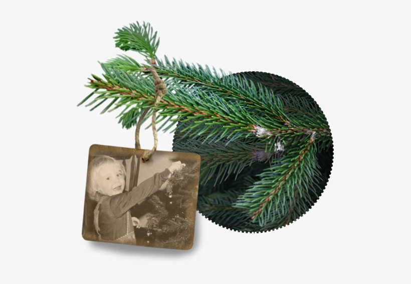 Dutchman Tree Farms Is A Family-owned And Operated - Shortstraw Pine ...