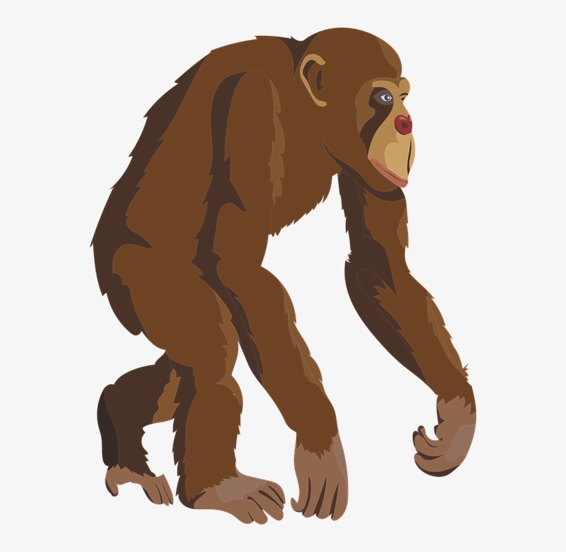 Download Monkey Clipart Gorilla - Simpanse Clipart | Transparent PNG ...