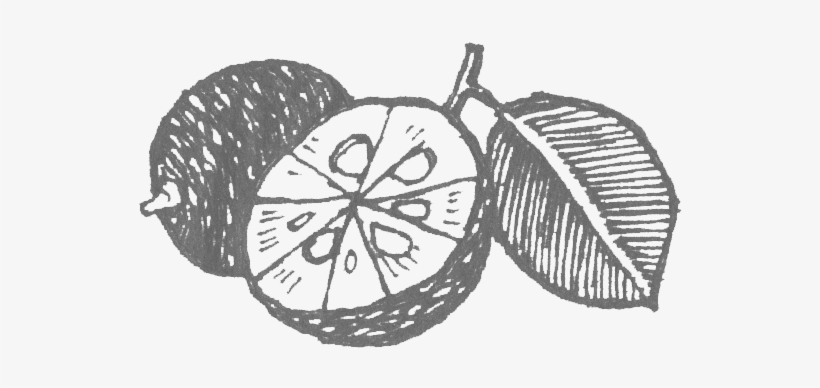 Floating-calamansi - Sketch PNG Image | Transparent PNG Free Download ...