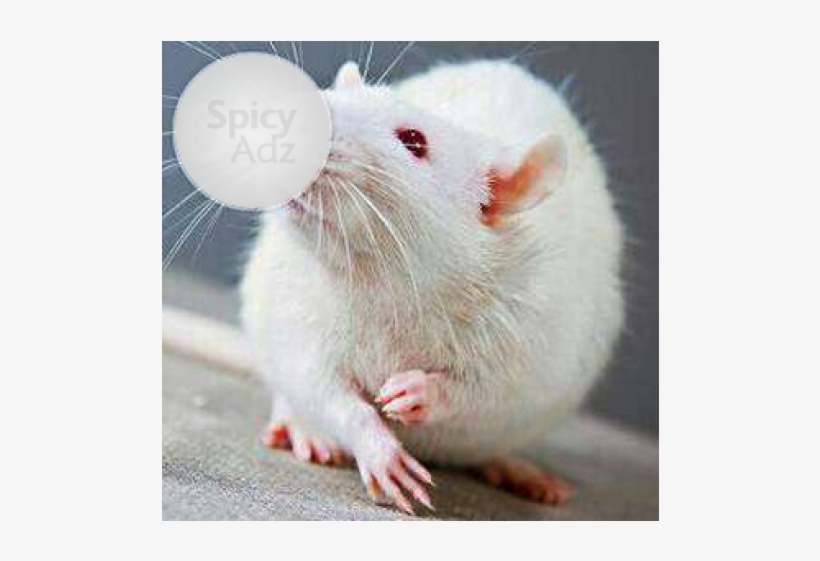 White Rat Available In Lucknow Jankipuram - Rat PNG Image | Transparent ...