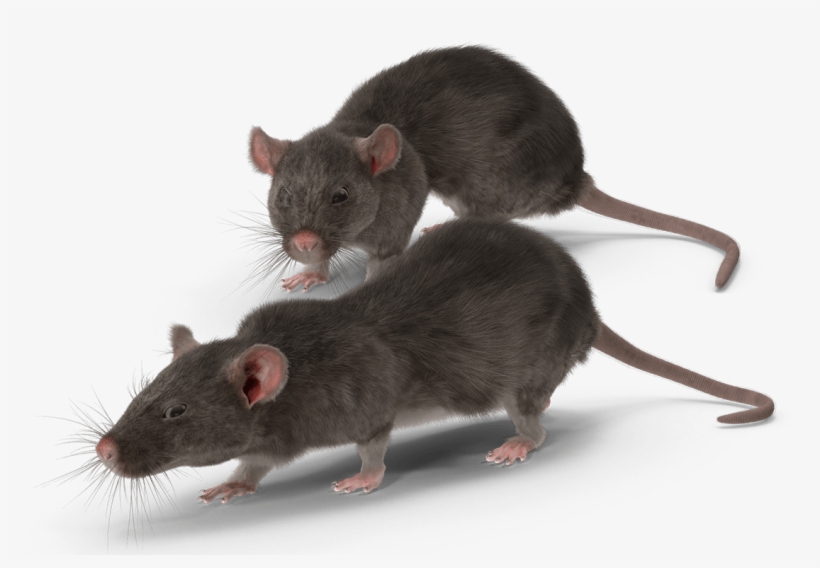 Get In Touch - Rodent PNG Image | Transparent PNG Free Download on SeekPNG