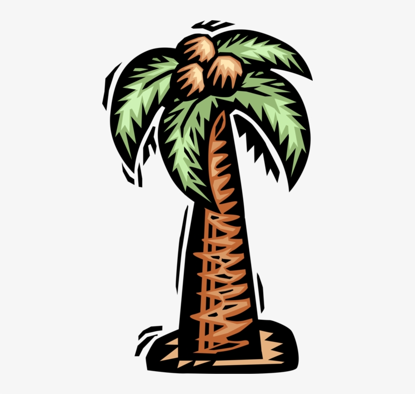Vector Illustration Of Arecaceae Palm Tree With Coconuts - Chicka ...
