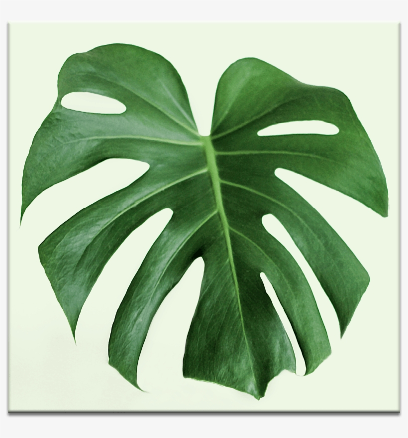 Download Single Leaf - Plant Hd | Transparent PNG Download | SeekPNG