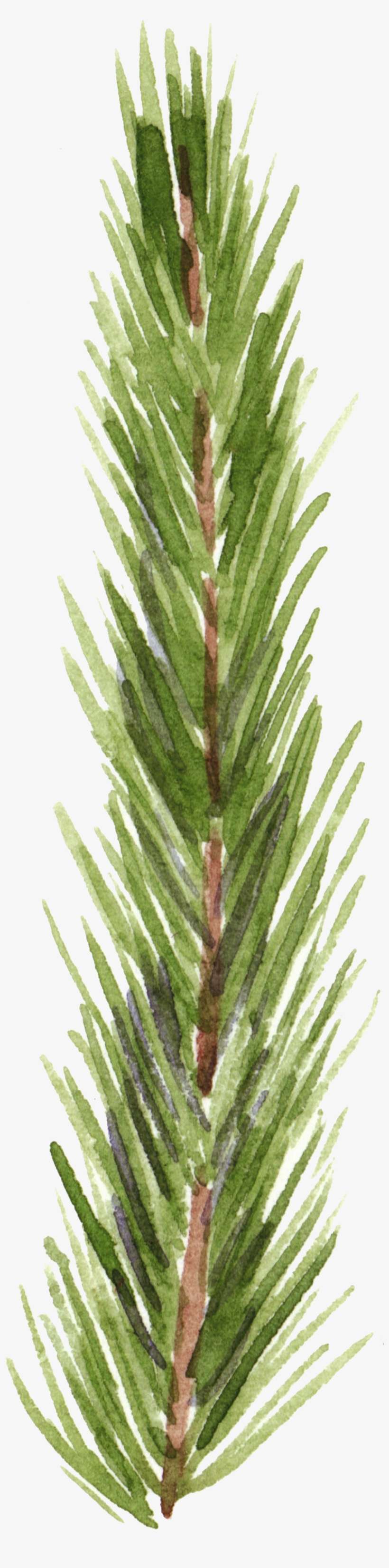 Download Hand Painted Realistic Pine Branches Transparent Decorative ...