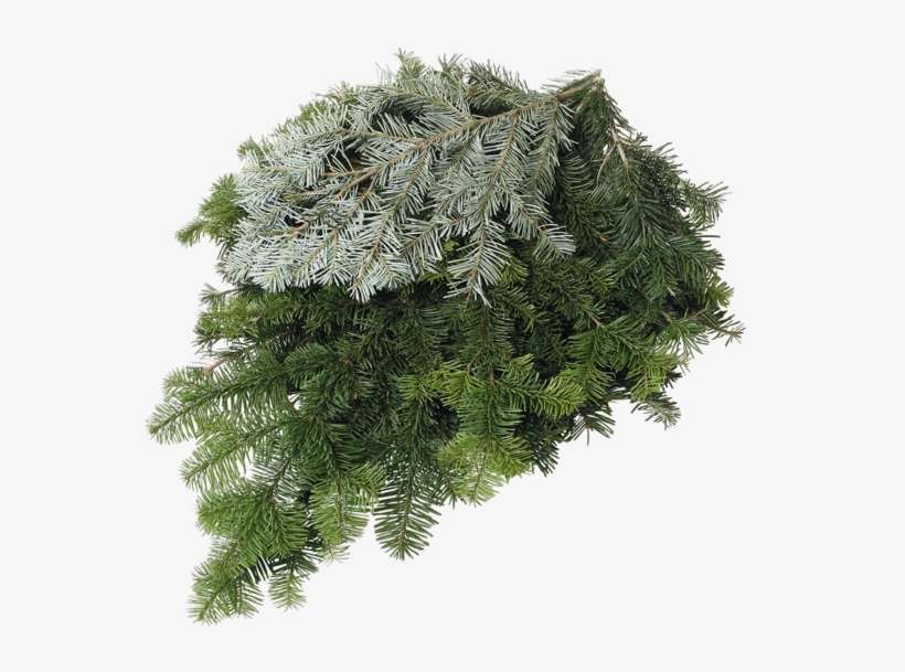 Silver Fir $10 - Fir PNG Image | Transparent PNG Free Download on SeekPNG