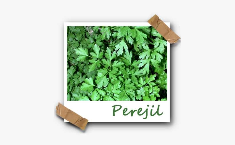 Maria Perejil - Eladiet Complex Fitotablet Prost (prostabest) 60comp ...